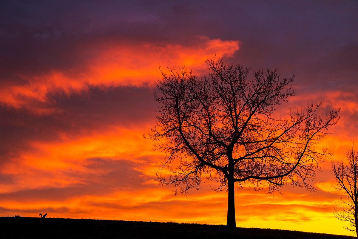 A Year in the Life of a Tree | Professional Photographers of America